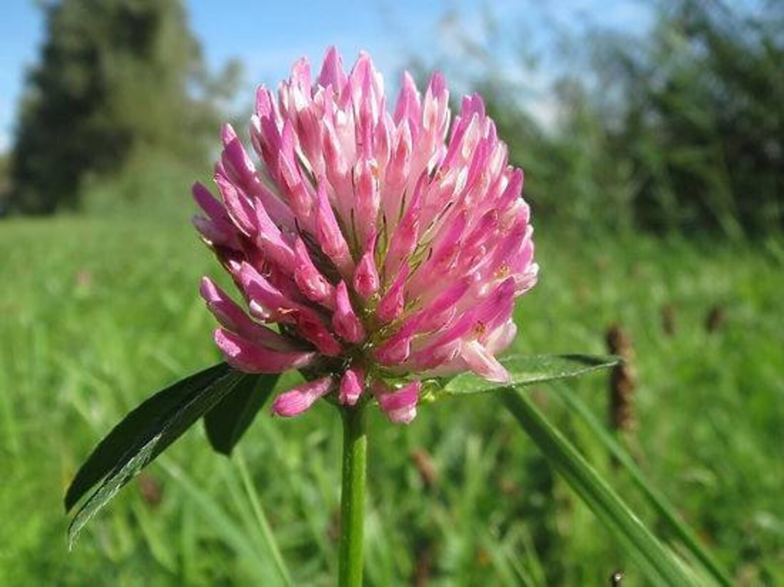 Red Clover Blossoms Dried Red Clover Blossoms Decorations - Etsy