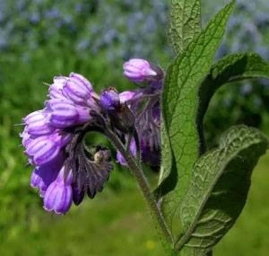 Comfrey Root Dried ORGANIC Comfrey Root Symphytum officinale | Etsy