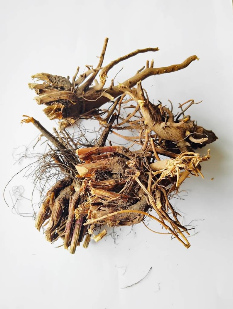 ECHINACEA Root Dried Echinacea Purpurea Root - Etsy