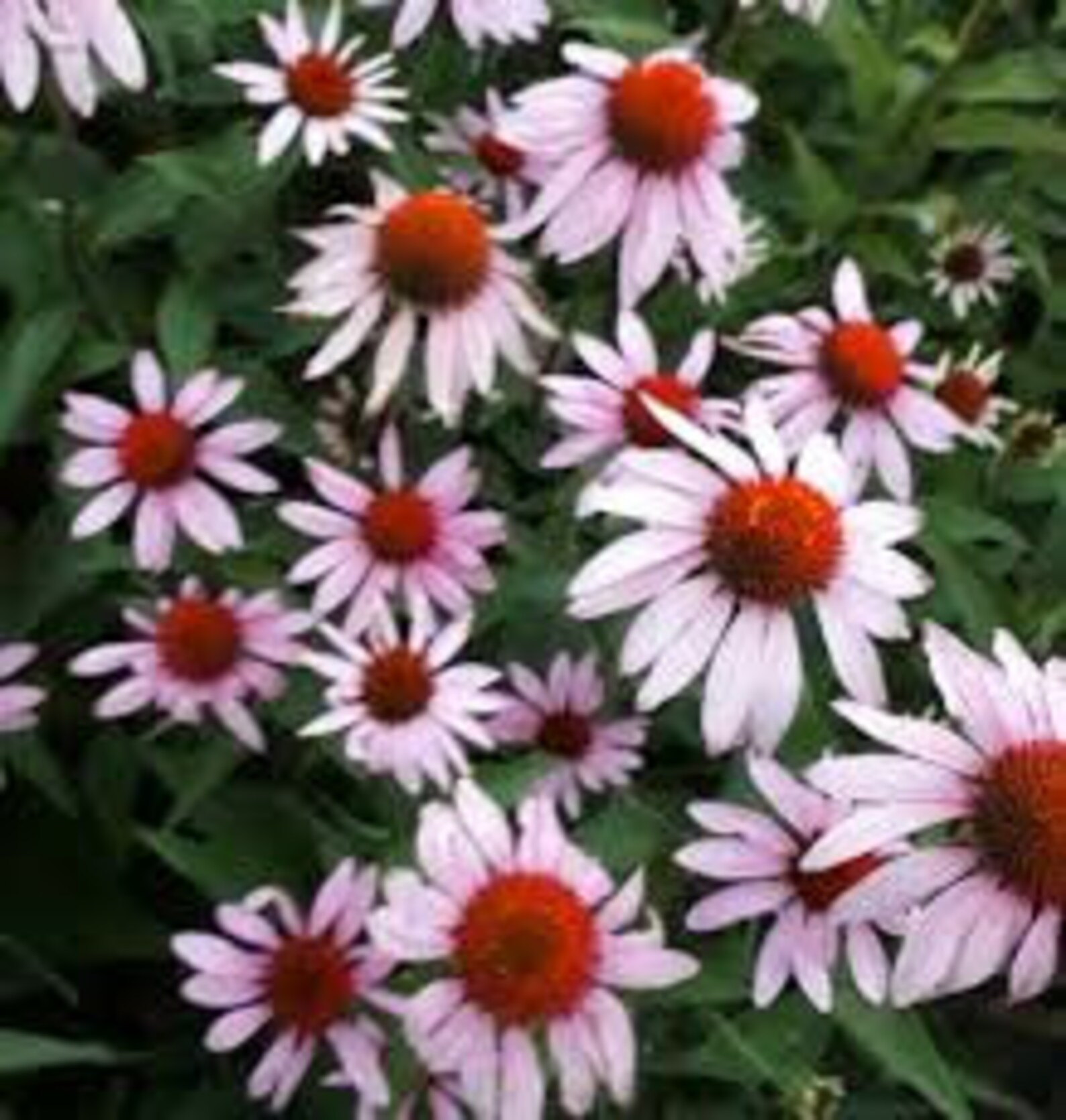 ECHINACEA Root dried Echinacea Purpurea Root | Etsy