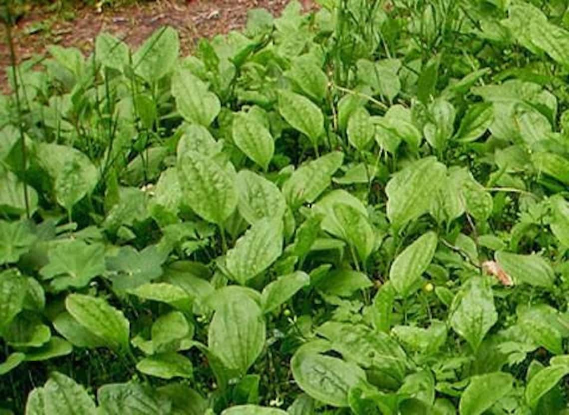 Plantain Leaf Dried Plantain Large Leaf - Etsy