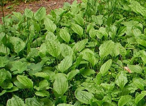 Dried Plantain Leaf: Organic Whole Plantago Major Herb - Etsy