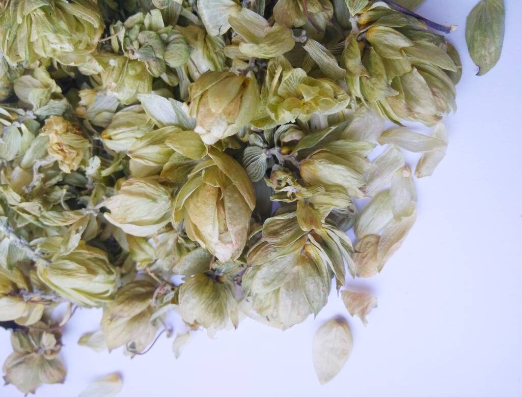 Dried Organic Hops Cones | Whole Hop Flowers for Herbal Tea, Sleep ...