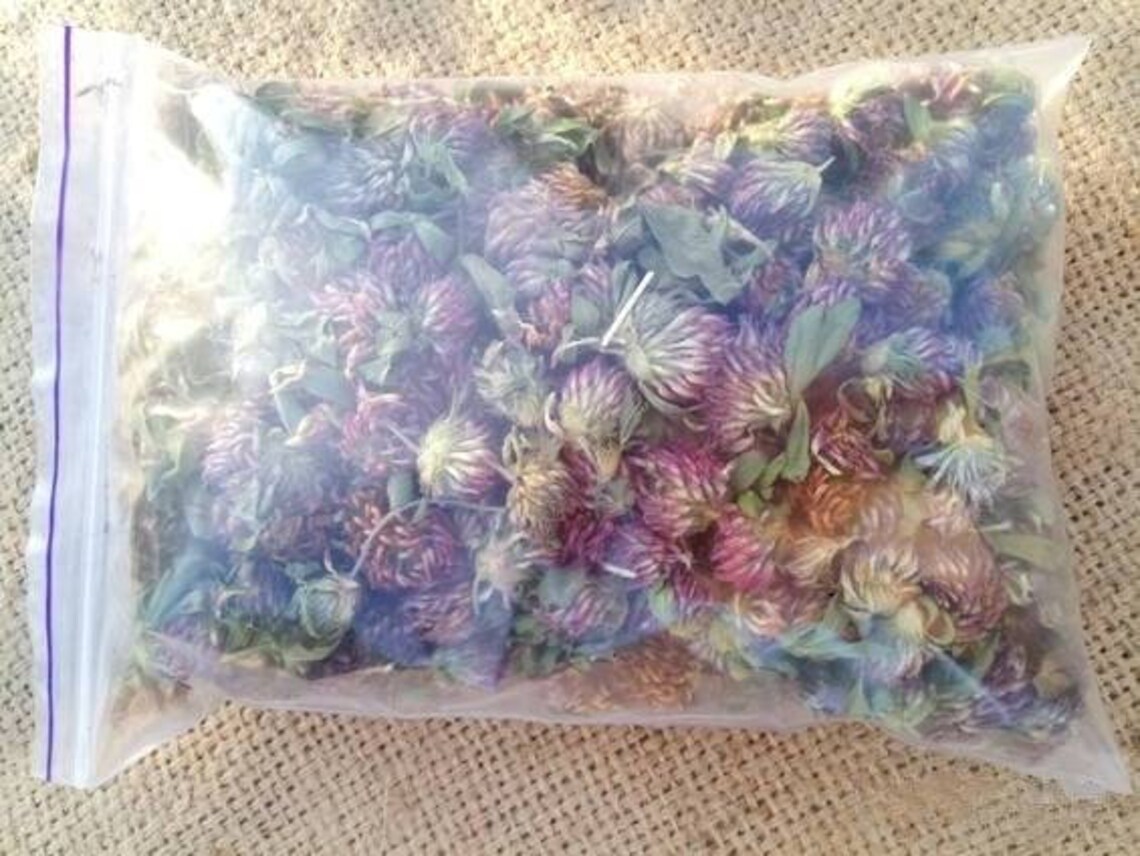 Red Clover Blossoms Dried Red Clover Blossoms Decorations | Etsy