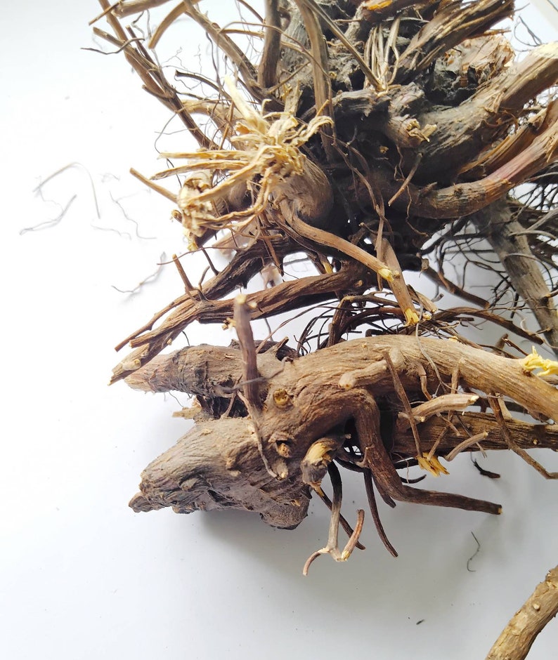 ECHINACEA Root Dried Echinacea Purpurea Root - Etsy