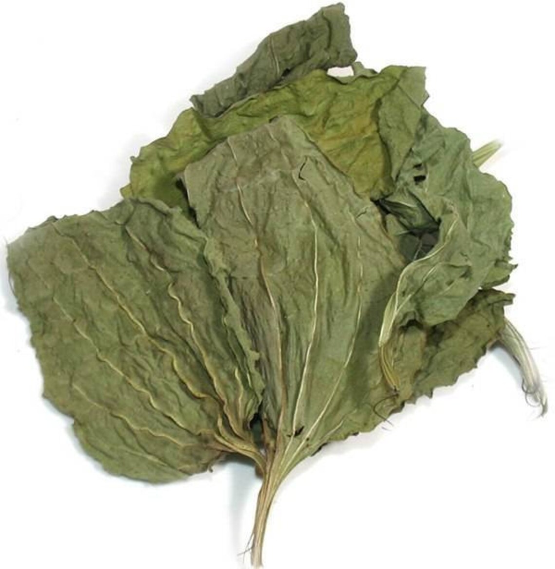 Plantain Leaf Dried Plantain Large Leaf - Etsy