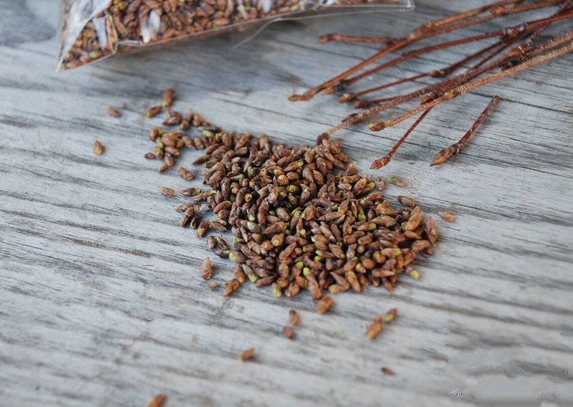 Birch Bud Dried Birch Buds Birch Tree Buds Rustic Decor - Etsy