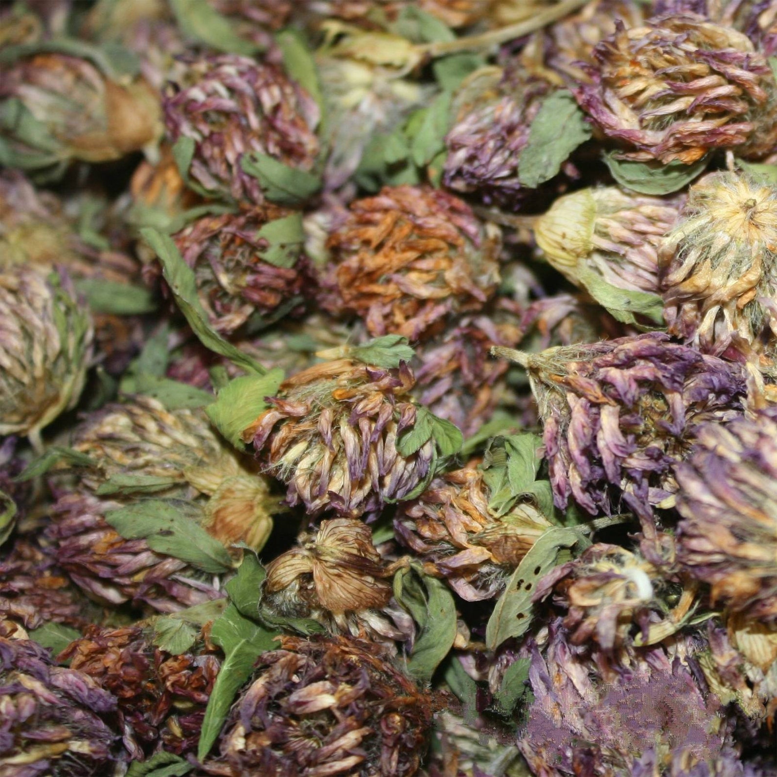 Red Clover Blossoms Dried Red Clover Blossoms Decorations - Etsy