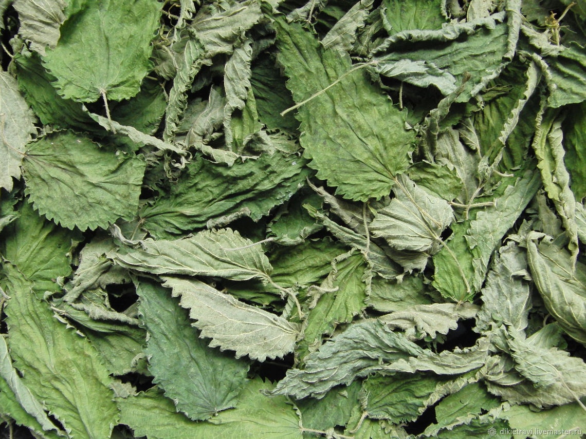 Nettle leaves Organic Dried Nettle Herbal Teastinging nettle | Etsy