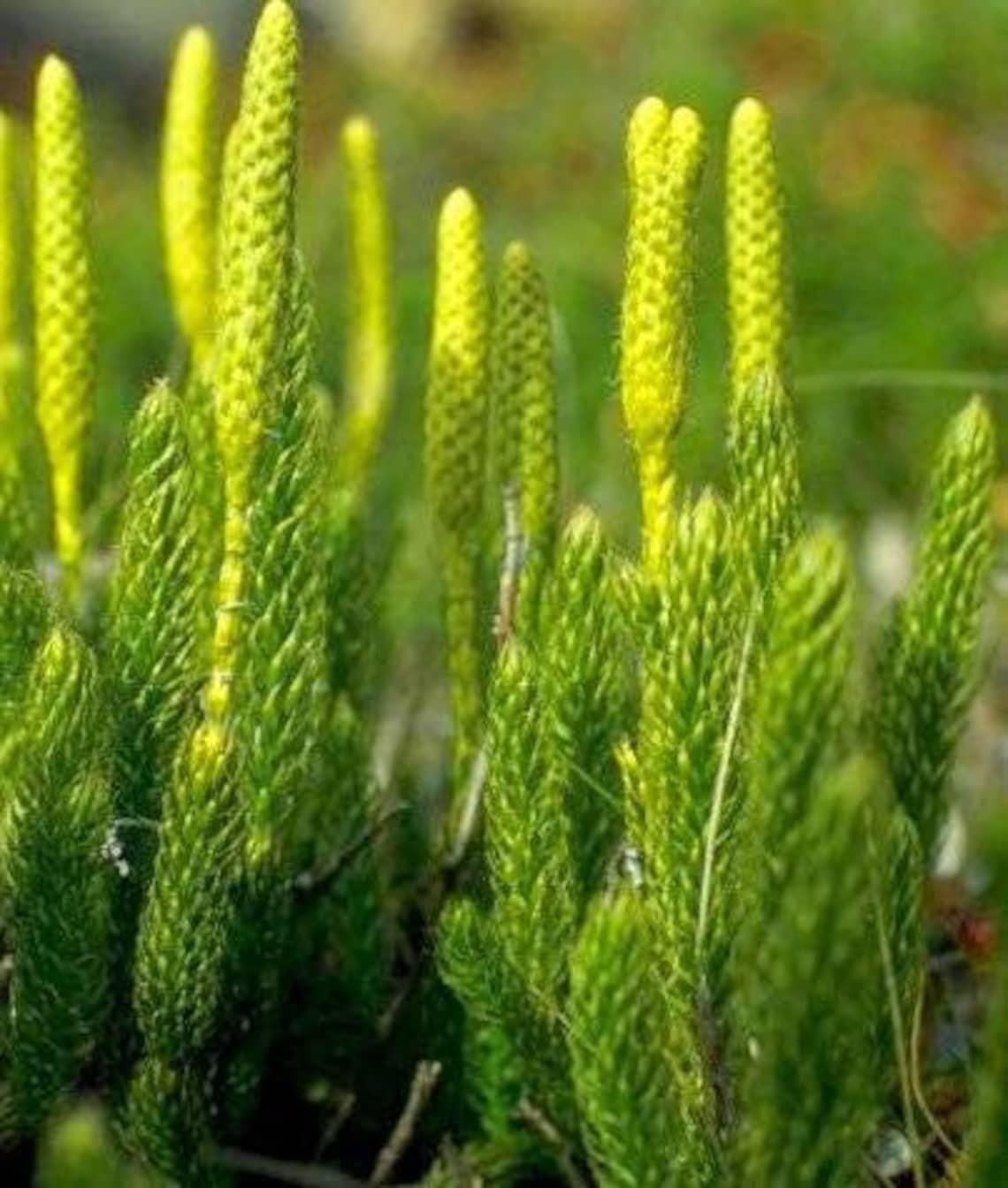 Lycopodium Clavatum Powder 100% raw organic lycopodium | Etsy
