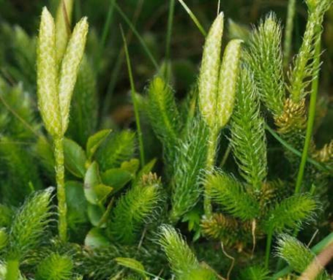 Lycopodium Clavatum Powder 100% raw organic lycopodium | Etsy