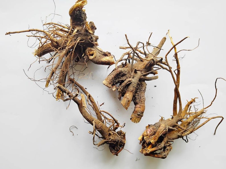 ECHINACEA Root Dried Echinacea Purpurea Root - Etsy