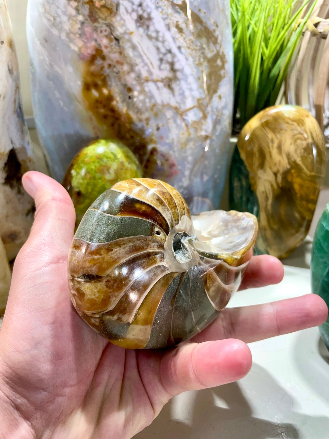 Nautilus Fossil Conch Specimen Crystal Yoga Meditation Reiki Rock 4.5 ...