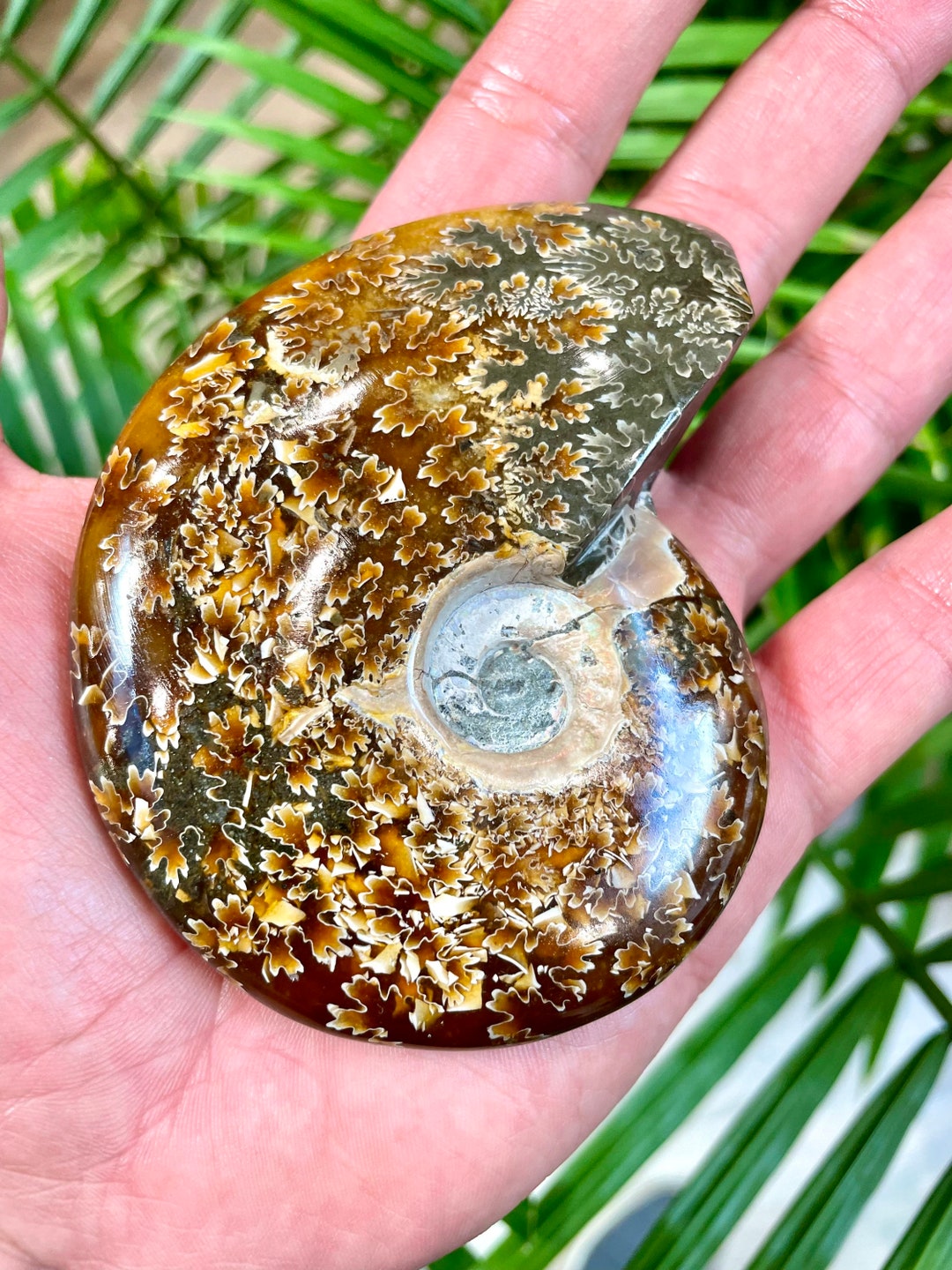 Ammonite Fossil Conch Specimen Crystal Healing Yoga Meditation Reiki ...