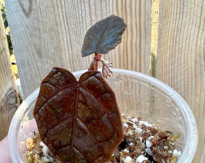 Piper Batman / Pterisanthes Sp Borneo, Rare, Exact Plant, Fully Rooted ...