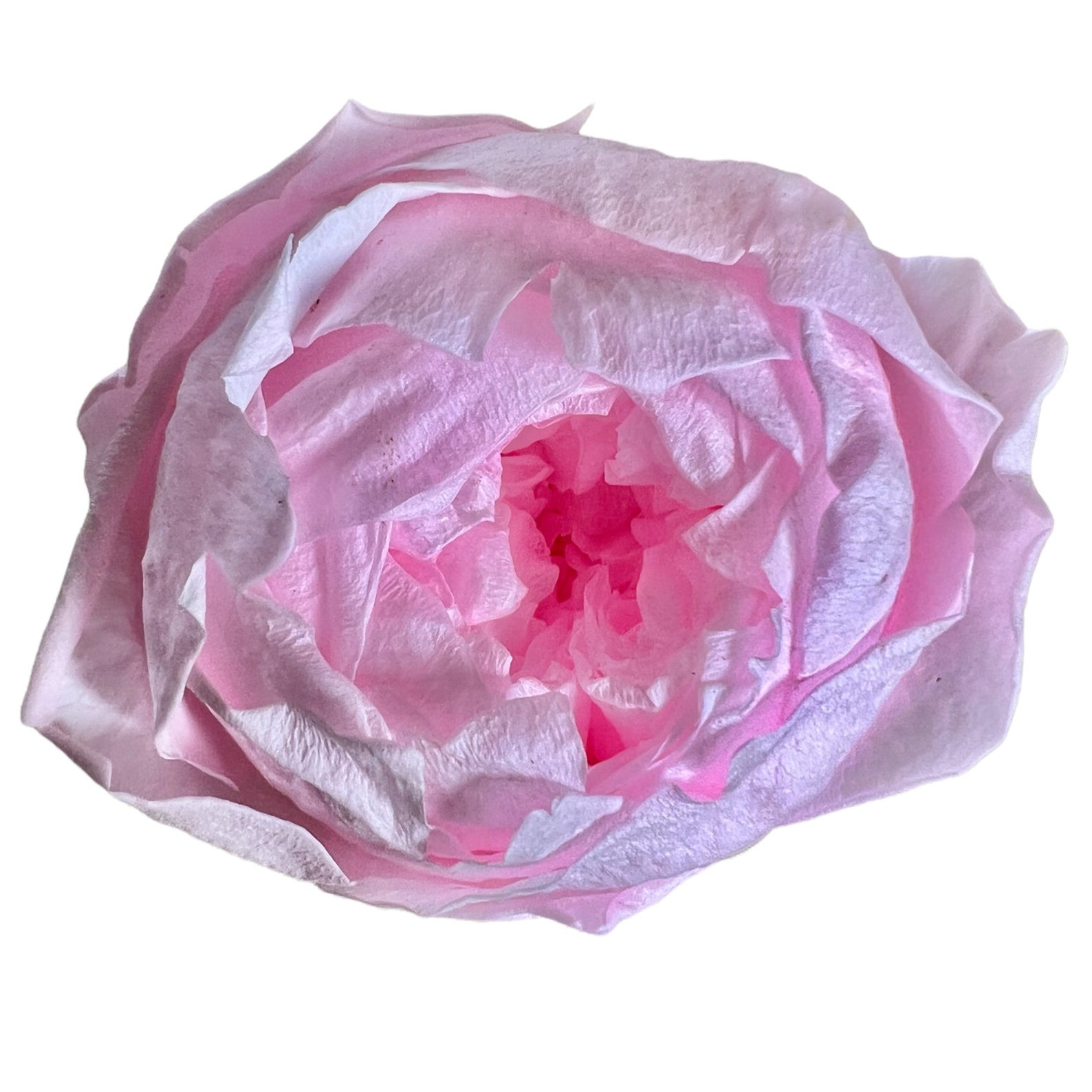 Wholesale Preserved Peonies: Ecuadorian XL Peonies - Etsy