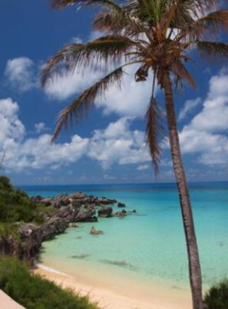 Bermuda Beach, Achilles Bay Beach, Bermuda, Palm Tree, Sand, Blue Water ...