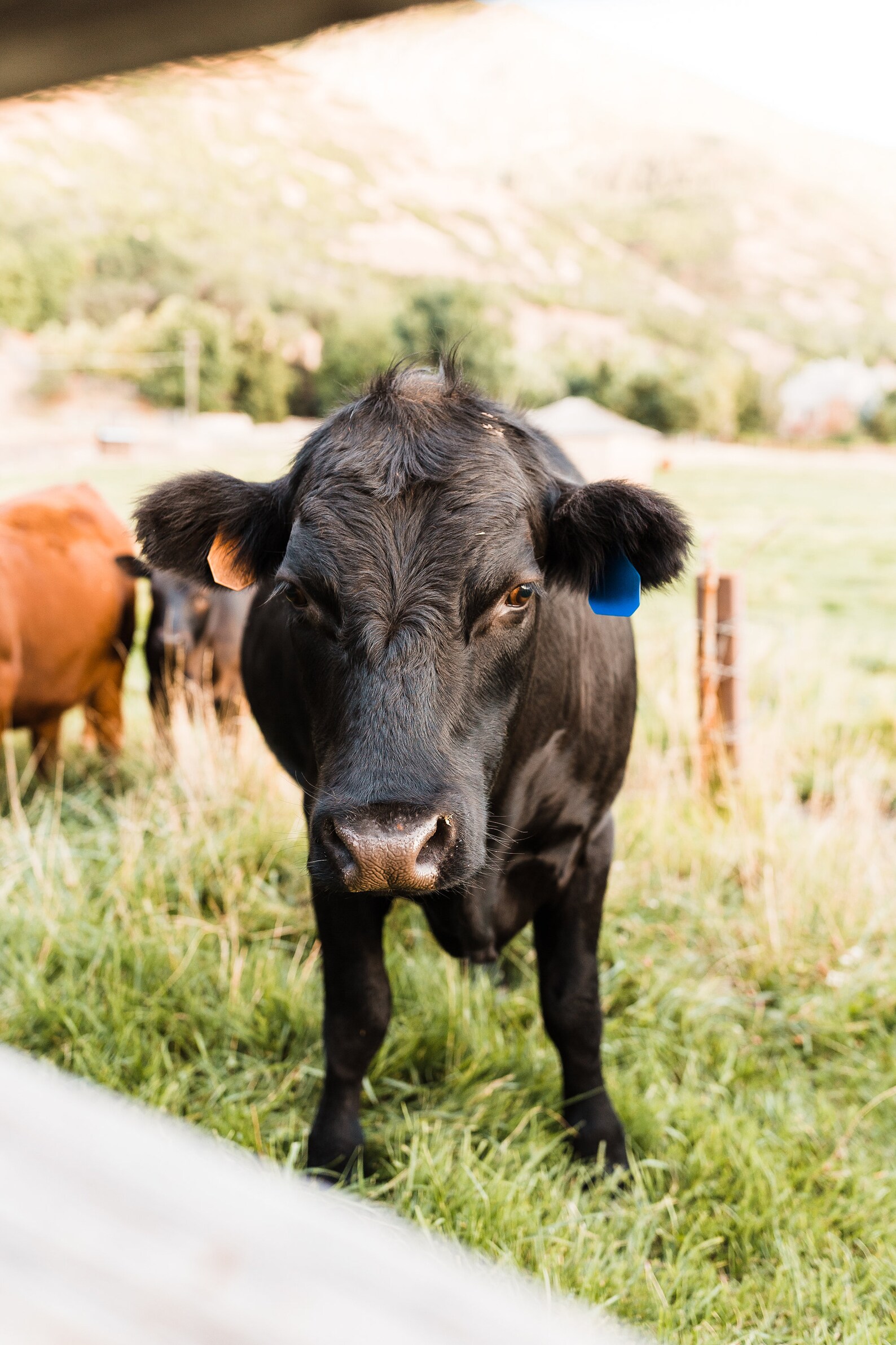 Cow Photo, Printable Wall Art, Happy Cow in Utah Farm, Digital Print ...
