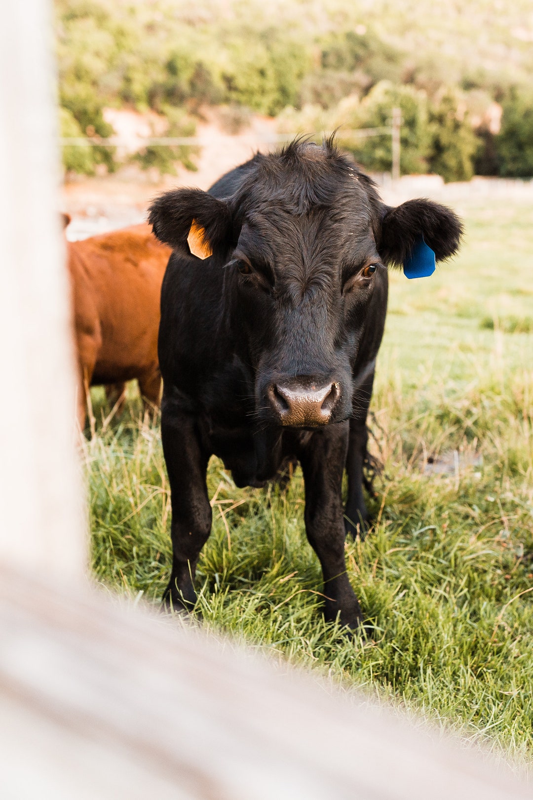 Cow Photo, Printable Wall Art, Happy Cow in Utah Farm, Digital Print ...