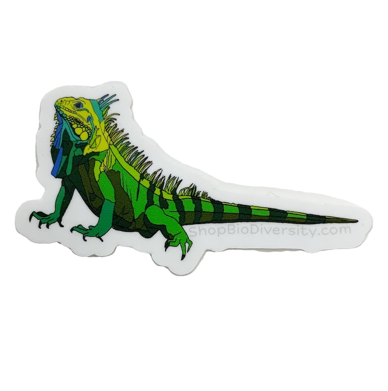 Green Iguana Vinyl Sticker for Kids and Adults Endangered Species ...