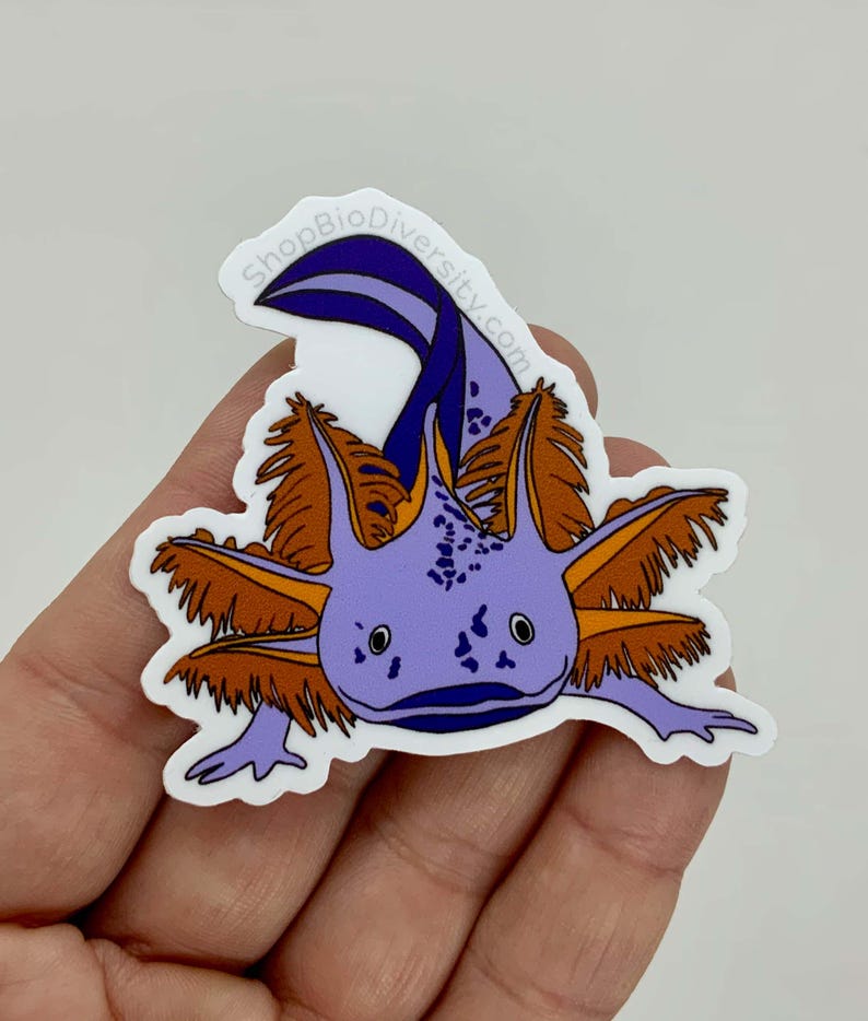 Purple Axolotl Sticker – Waterproof Vinyl Decal - Etsy