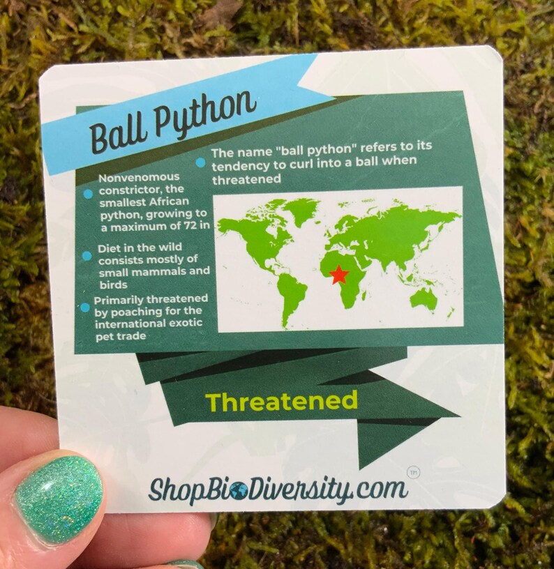 Ball Python Enamel Pin: Gold Snake Brooch, Animal Lover Gift - Etsy