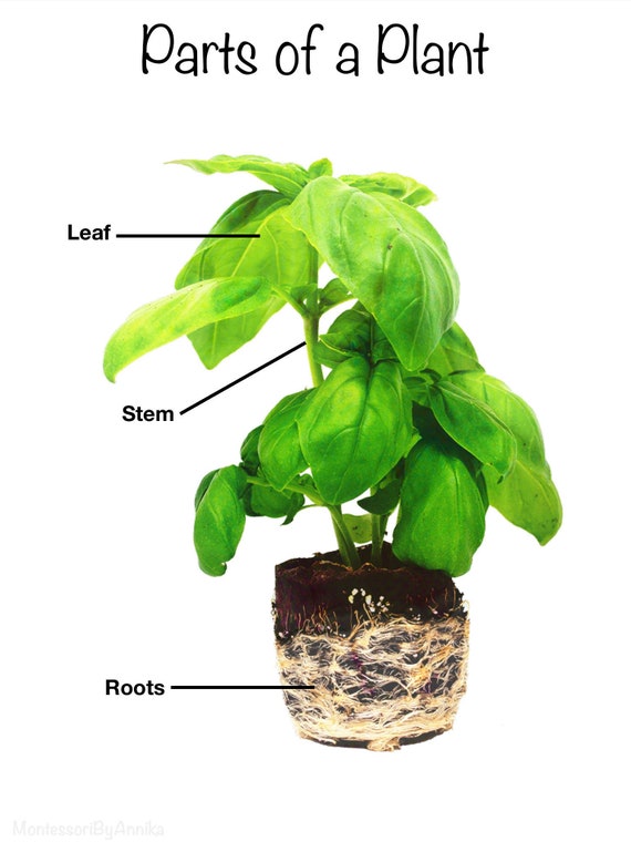 Parts of a Plant Poster - Etsy