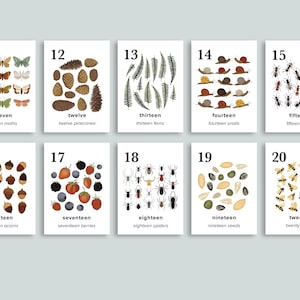 BUNDLE Nature Preschool Homeschool Printables | Charlotte Mason Number ...