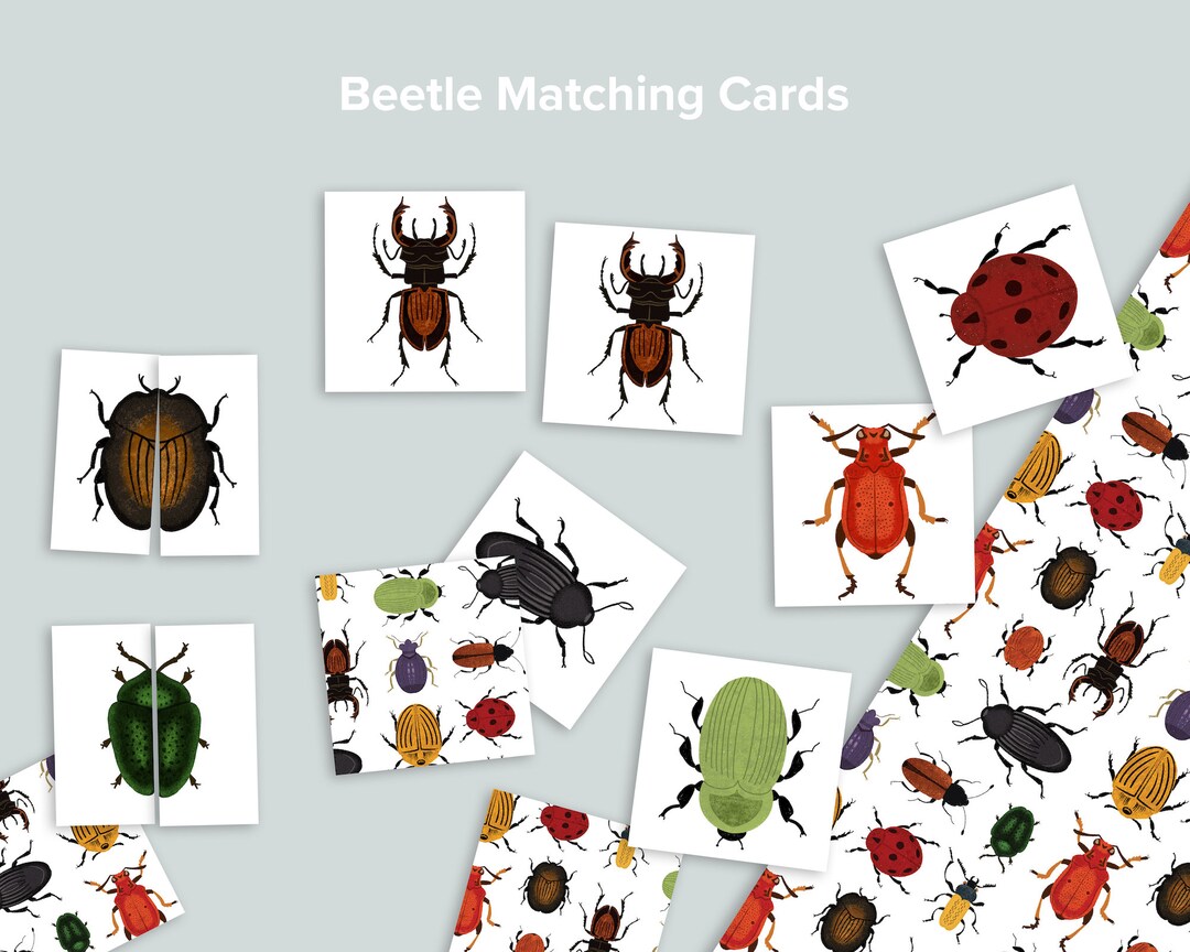Beetles Matching Activity | Nature Beetles Bugs Preschool Homeschool ...