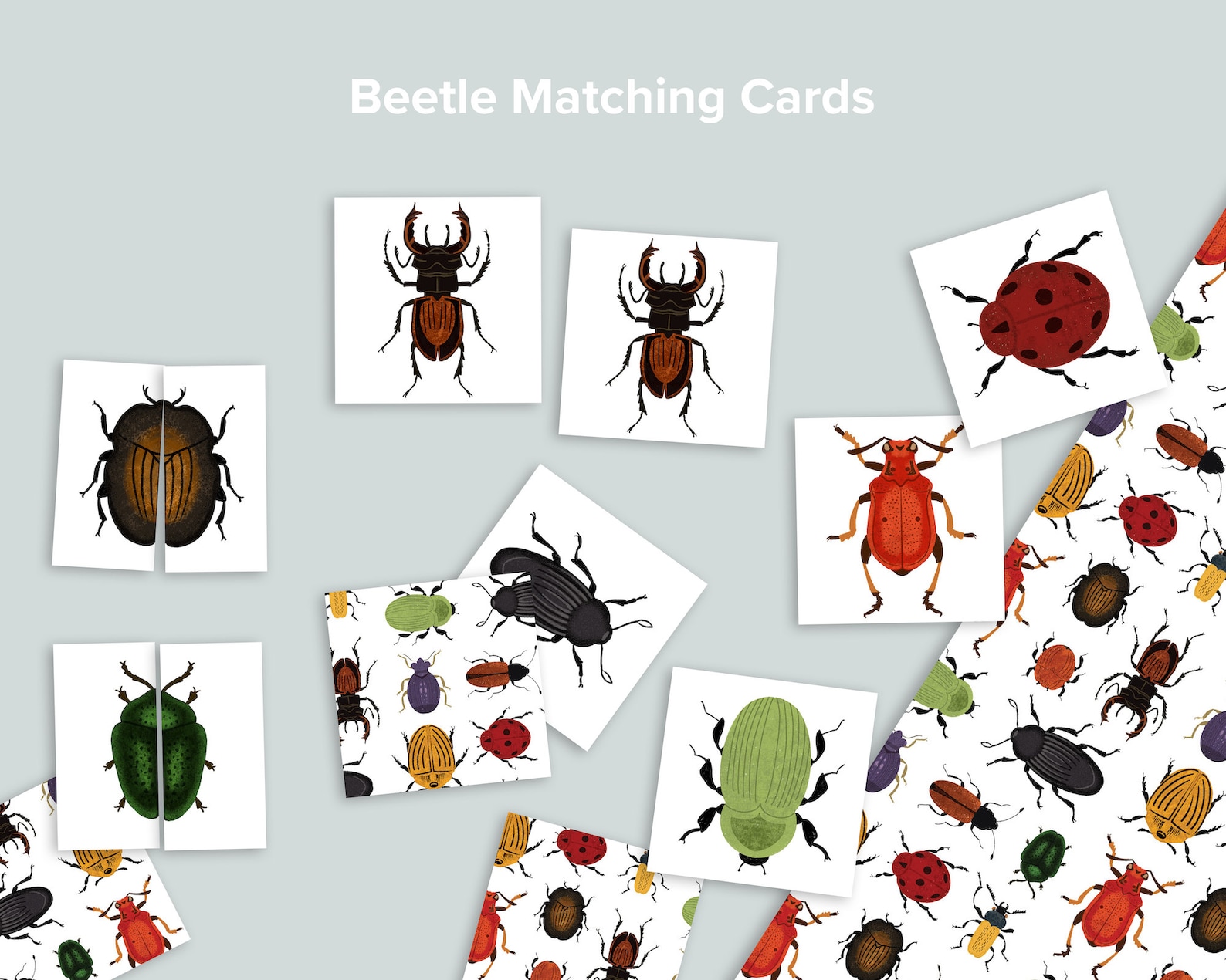 Beetles Matching Activity | Nature Beetles Bugs Preschool Homeschool ...