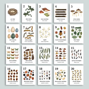 Spanish & English Nature Number Cards 1-20 Bilingual Printable ...