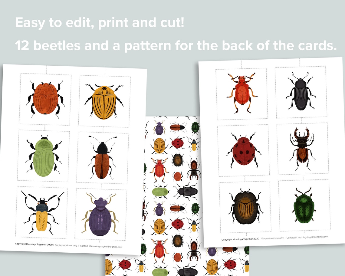 Beetles Matching Activity | Nature Beetles Bugs Preschool Homeschool ...