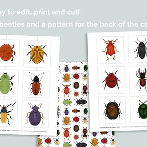 Beetles Matching Activity | Nature Beetles Bugs Preschool Homeschool ...