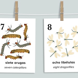 Spanish & English Nature Number Cards 1-20 Bilingual Printable ...