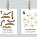 Spanish & English Nature Number Cards 1-20 Bilingual Printable ...