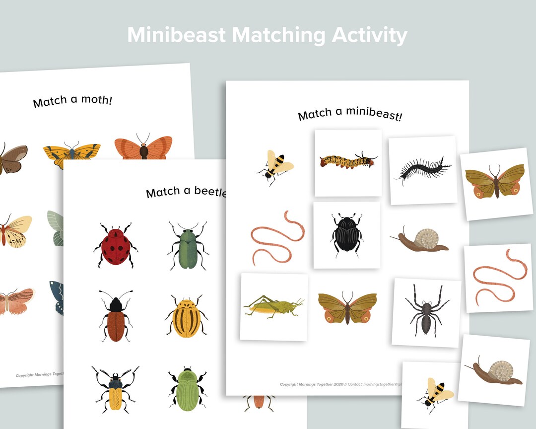 Minibeast Matching Activity | Nature Beetles Moth Preschool Homeschool ...