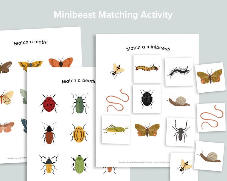 Minibeast Matching Activity Nature Beetles Moth Preschool - Etsy