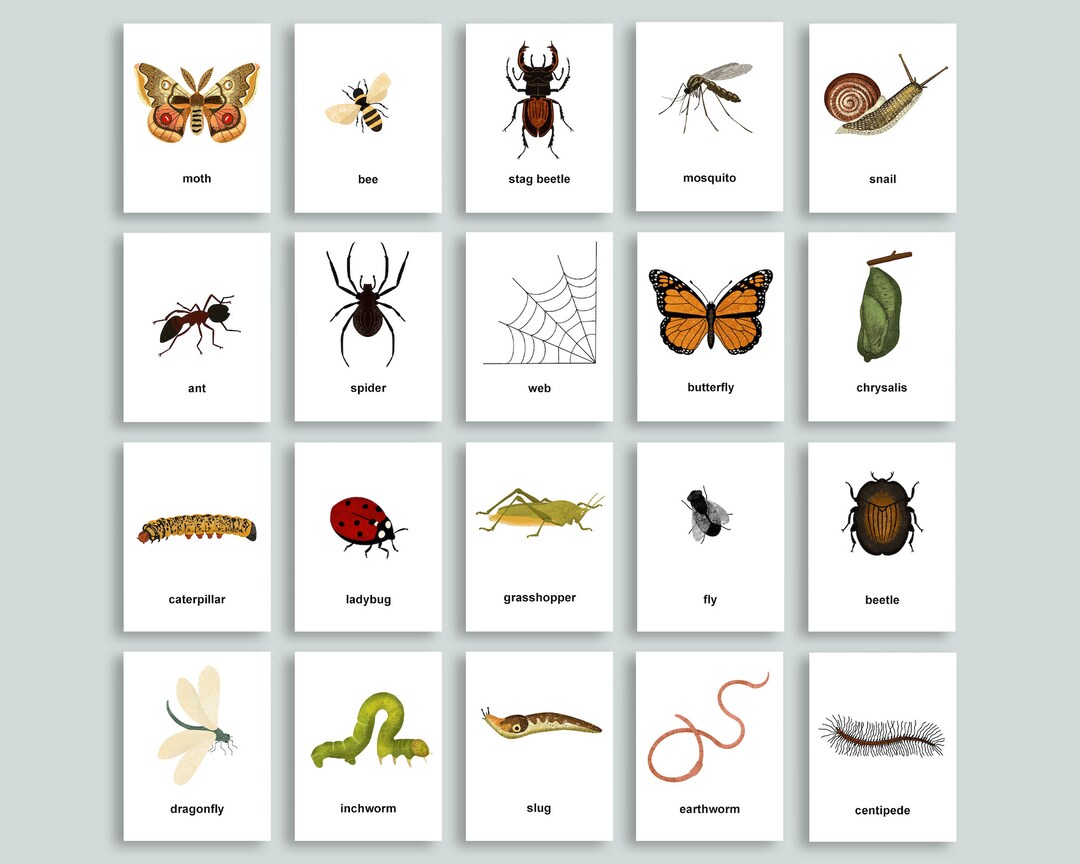 Editable Bug Flashcards | Insect Study Printable | Montessori ...