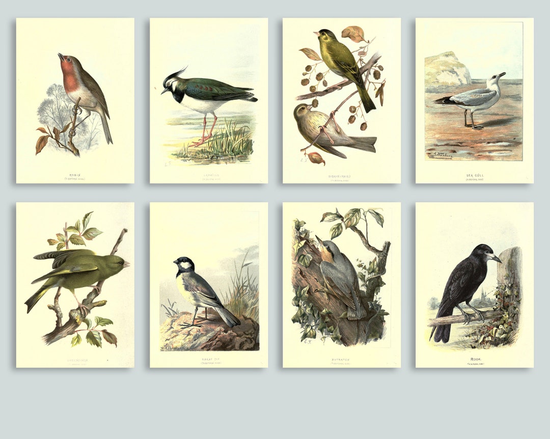32 Vintage Bird Flashcards | Charlotte Mason Homeschool Printables ...