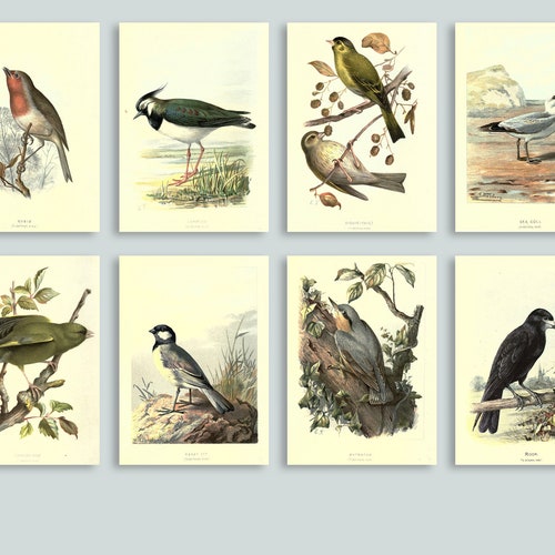 32 Vintage Bird Flashcards Charlotte Mason Homeschool | Etsy