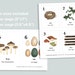 Nature Number Cards 1-20 Charlotte Mason Pre K Homeschool Printables ...