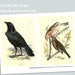 32 Vintage Bird Flashcards | Charlotte Mason Homeschool Printables ...