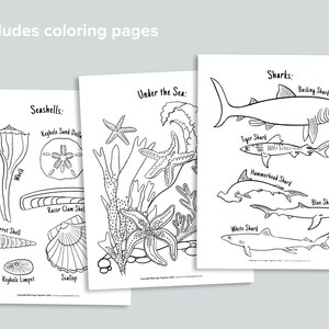 Ocean Learning Pack | Sea Life Homeschool Printables | Seashell Sharks ...