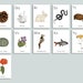 Nature ABC Cards Printable Homeschool Printables Preschool - Etsy