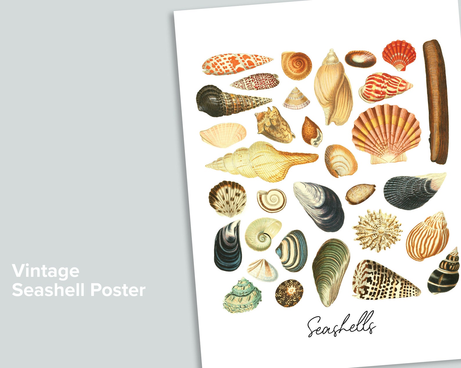 Vintage Shell Print Printable Wall Art Antique Seashells Poster Ocean ...