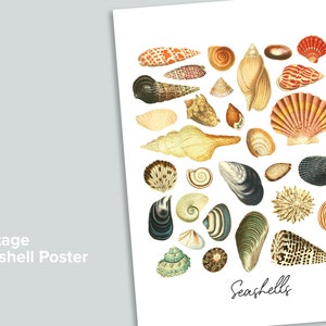 Vintage Shell Print | Printable Wall Art | Antique Seashells Poster ...