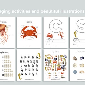 Ocean Learning Pack | Sea Life Homeschool Printables | Seashell Sharks ...