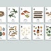 Nature Number Cards 1-20 Charlotte Mason Pre K Homeschool Printables ...
