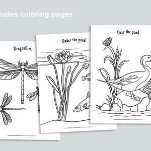 Pond Learning Pack | Pond Life Homeschool Printables | Frog Snail ...