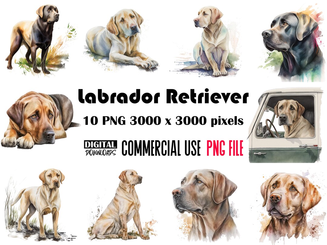 Labrador Retriever Png, Labrador Clipart, Labrador Dog Clipart ...